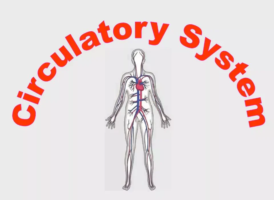 Circulatory system – Moves blood, oxygen, and nutrients